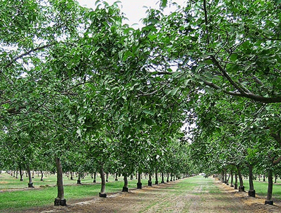 New handbook on walnut orchard management