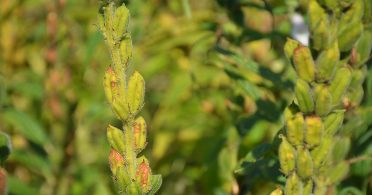 10 tips for sesame success in the Carolinas