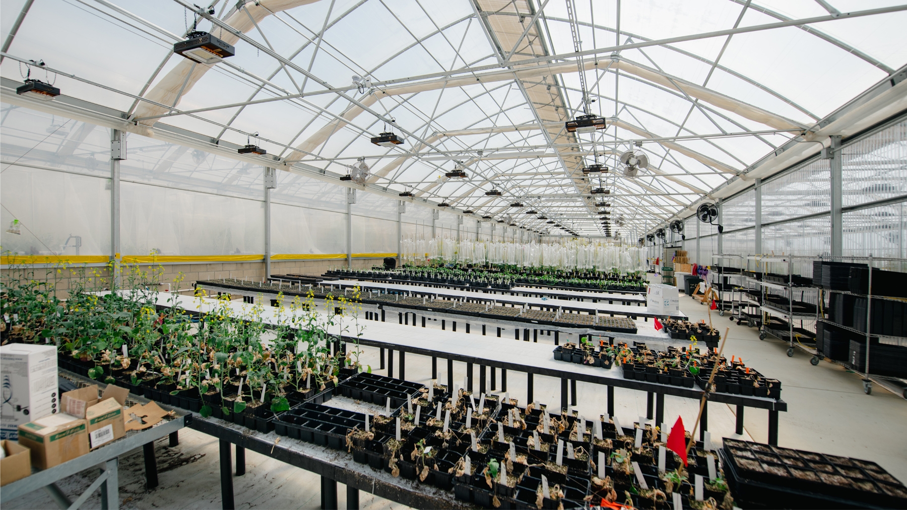 Companies focus on breeding better crops faster