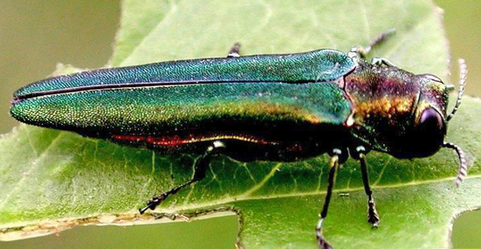 Bad bugs: Watch for these 4 invasive insect species