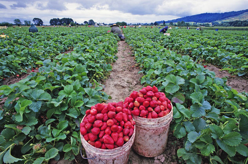 Strawberry genome sequencing will lead to genetic improvements | Farm ...
