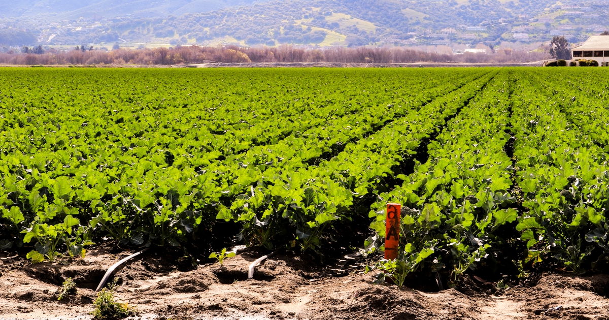 Cannabis grosses almost as much as broccoli in Monterey County, Calif.