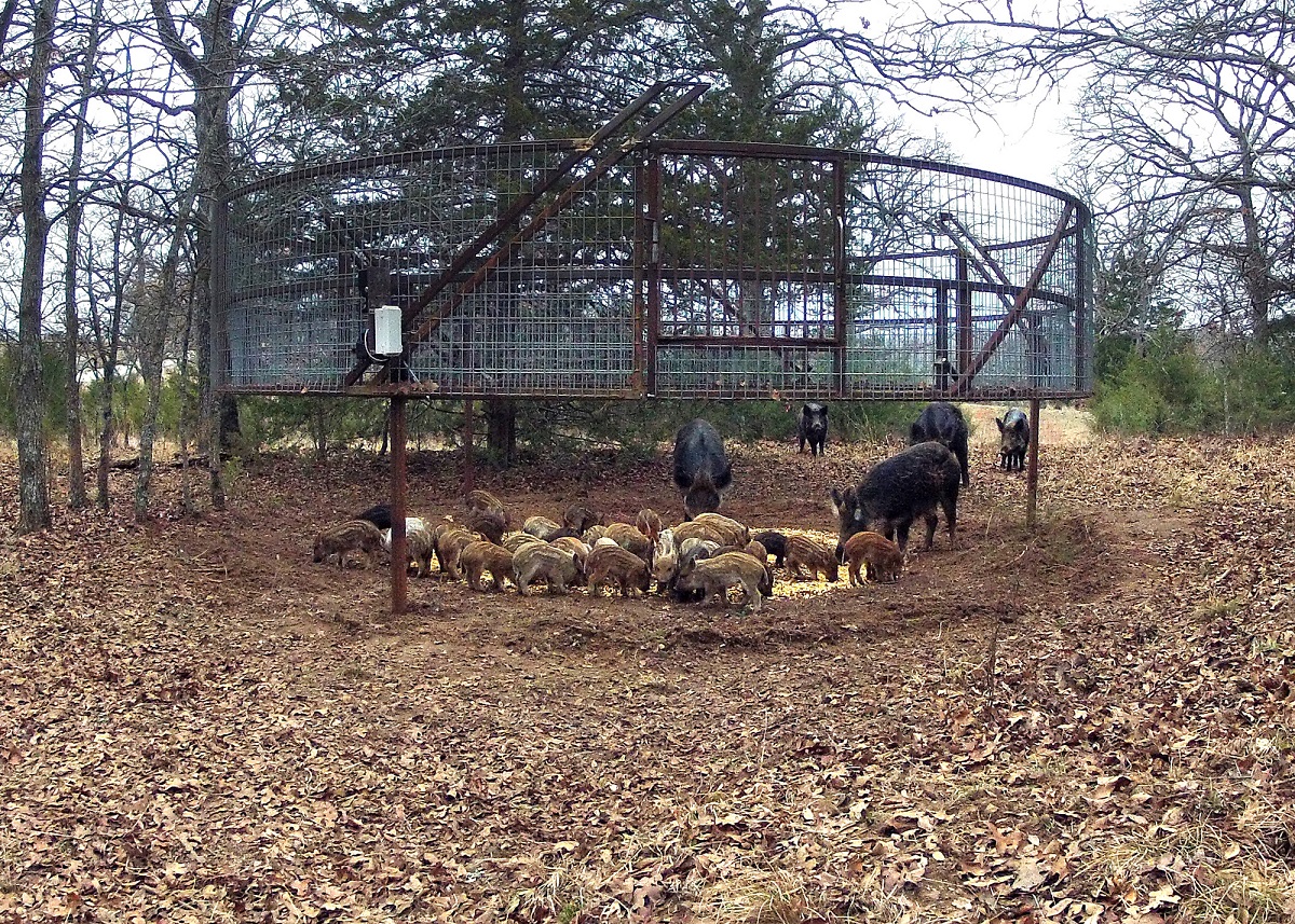 Noble Foundation researchers revolutionize feral hog trap