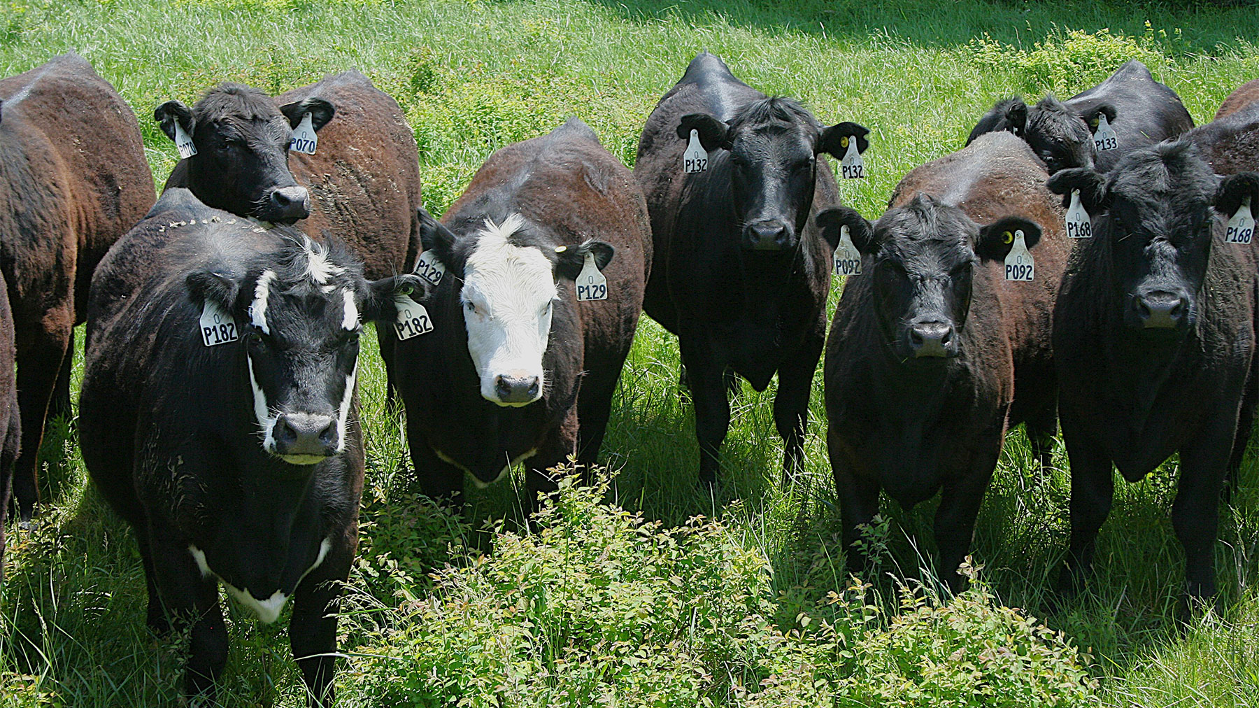 Cattle prices surge: Supply crunch, border closure impact beef market