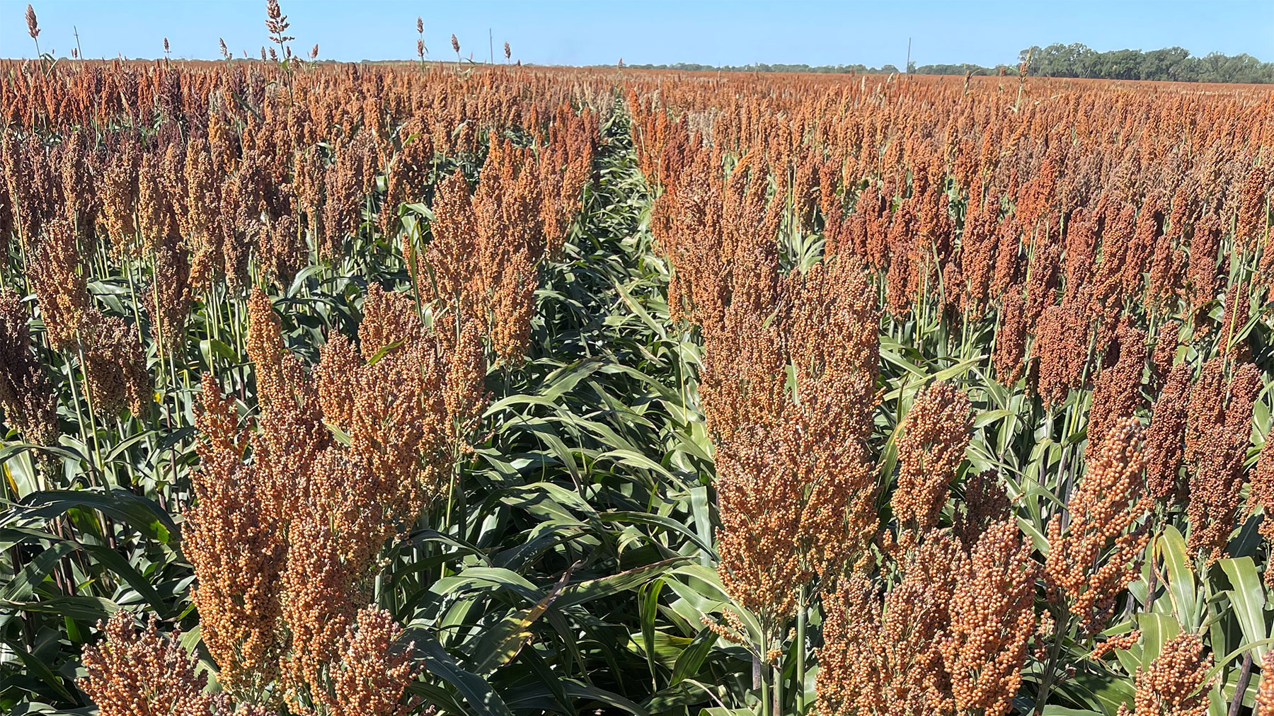 Dekalb's new sorghum hybrids offer lodging resistance and pest protection