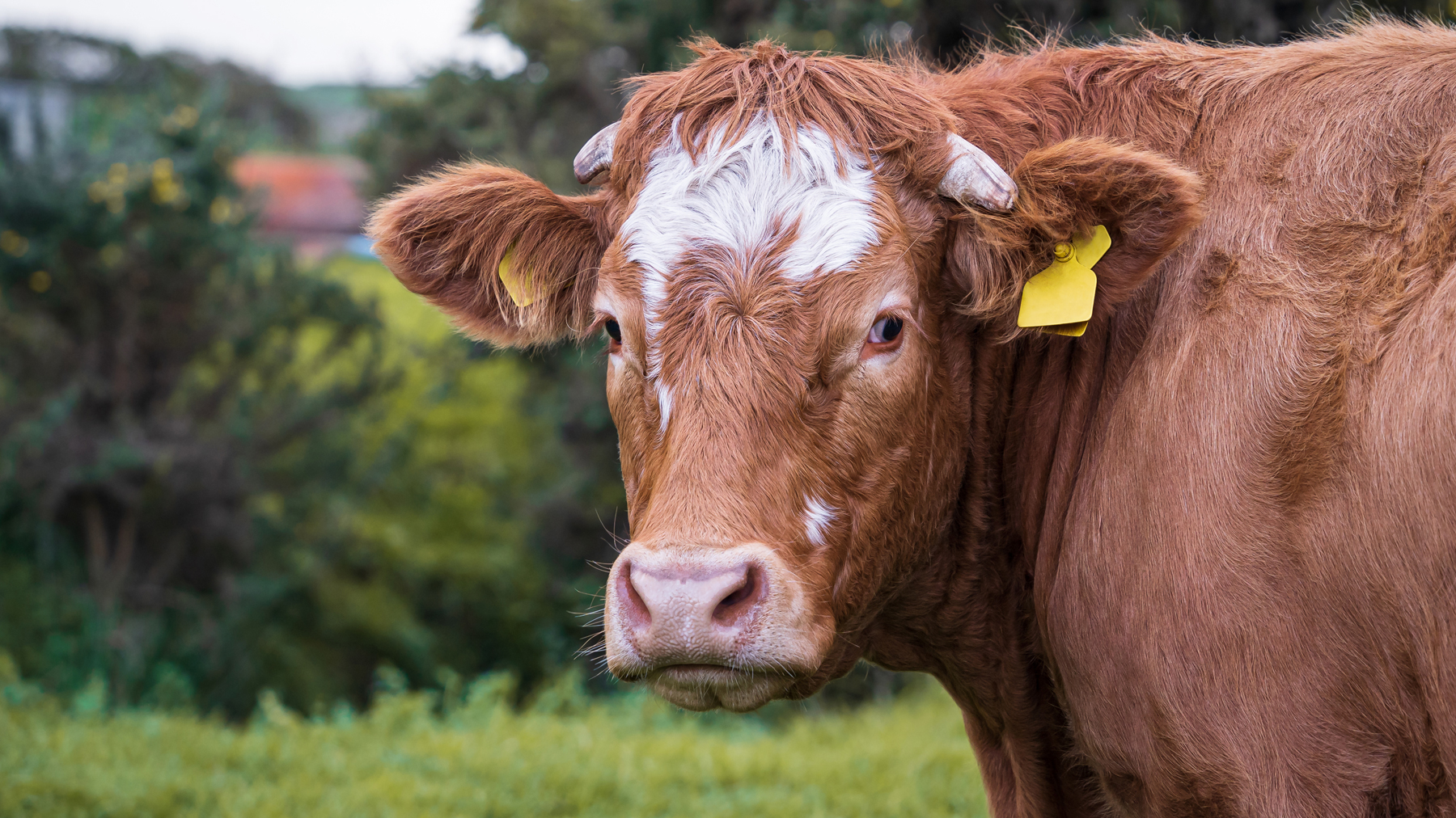 A veterinarian breaks down the 4 different classes of dewormer