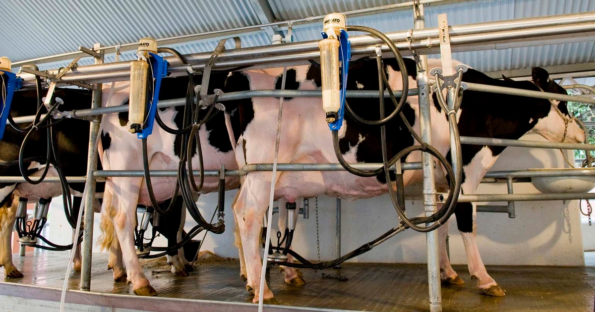 Registration now open for National Mastitis Council annual meeting