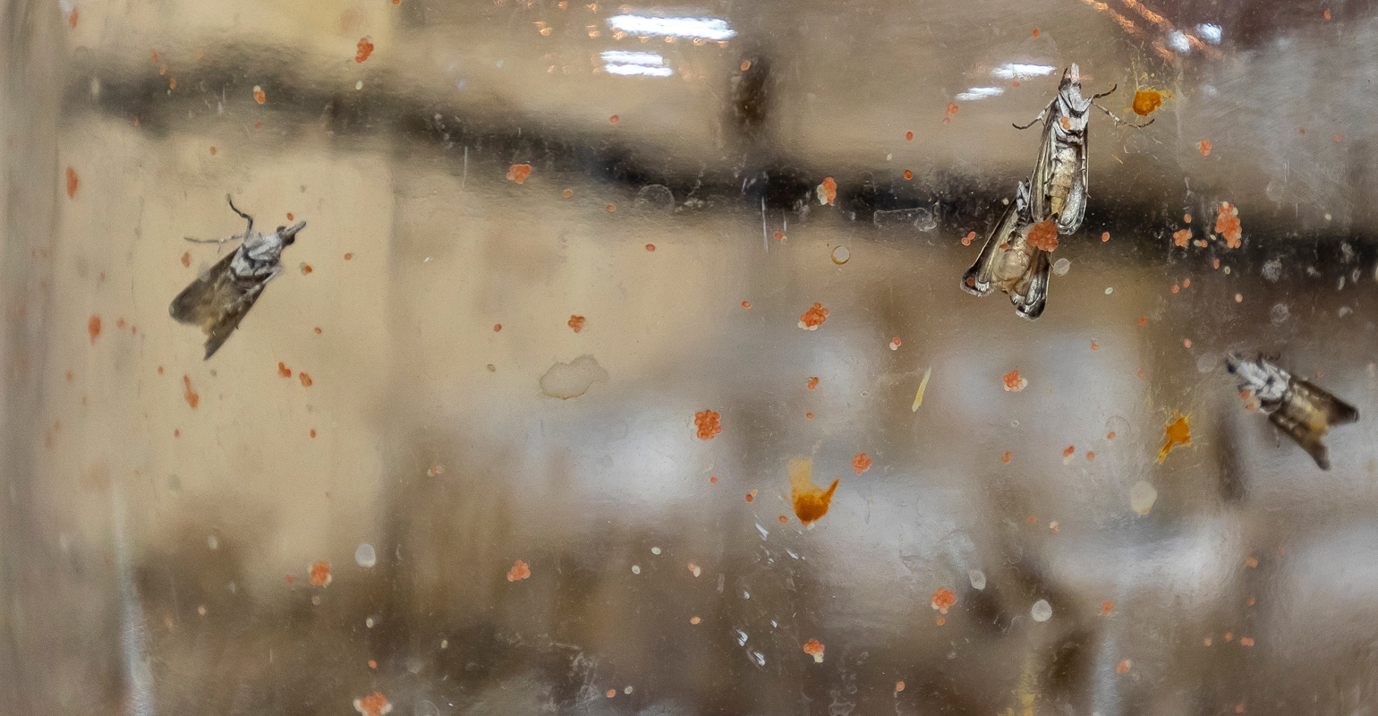 What is Navel orangeworm and why you should care