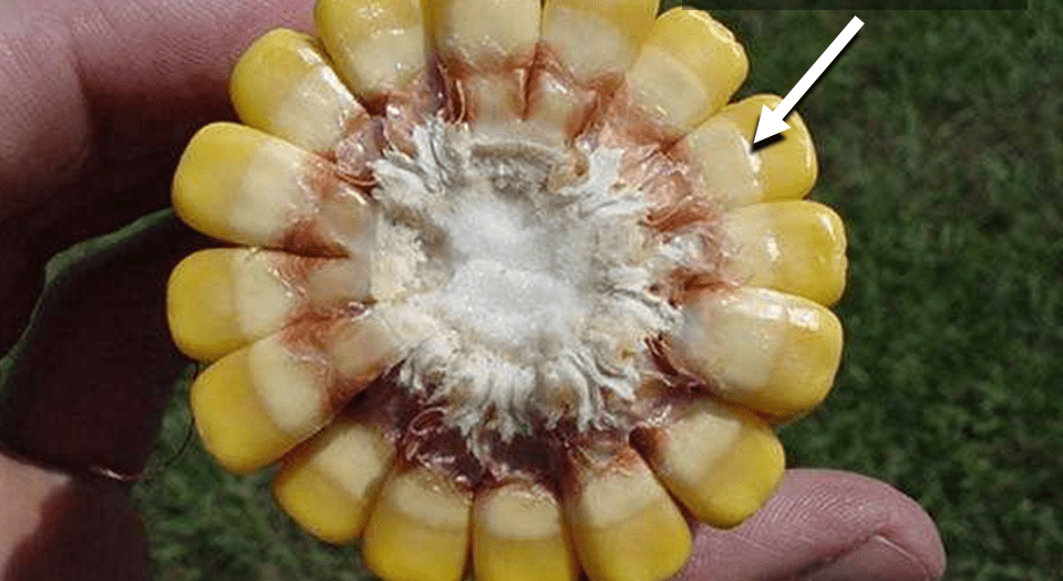 When to terminate irrigation in corn