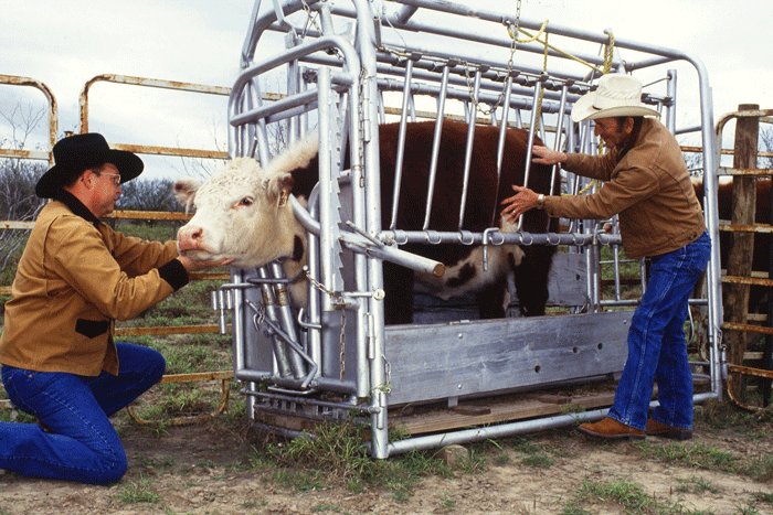 Ten ideas to improve your cattle’s health this year