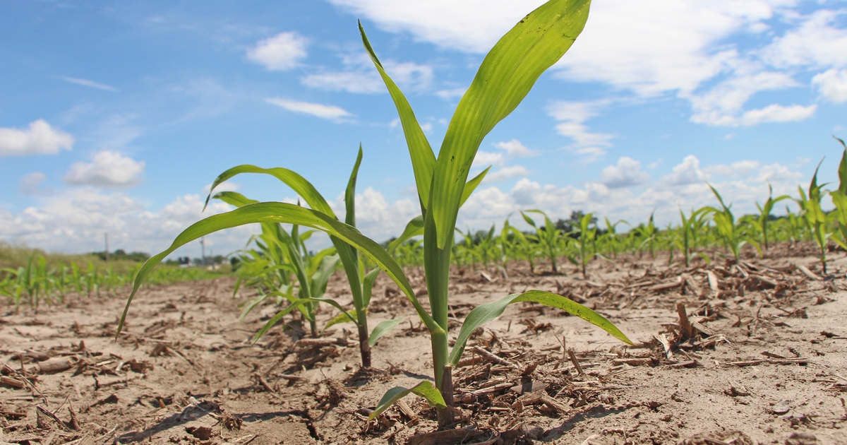 Why can’t we all raise 600-bushel corn?