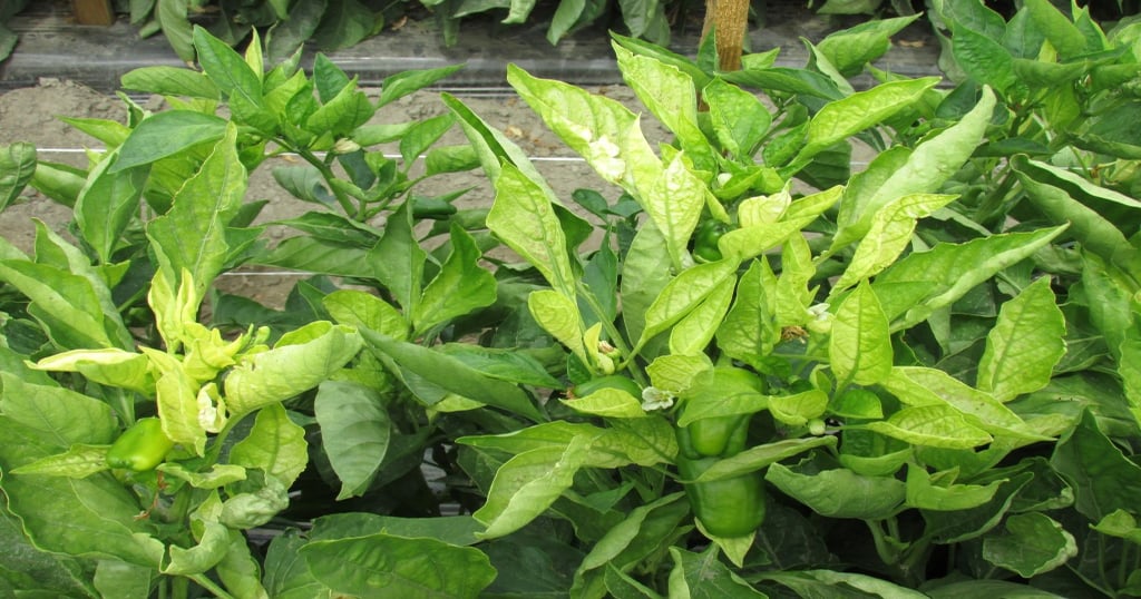 Surprising spring virus wise in Coachella Valley bell peppers