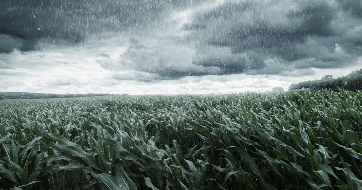 Kansas Mesonet rolls out new rain tool