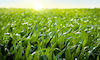New Herbicide-Tolerant Crop Systems Are On The Horizon