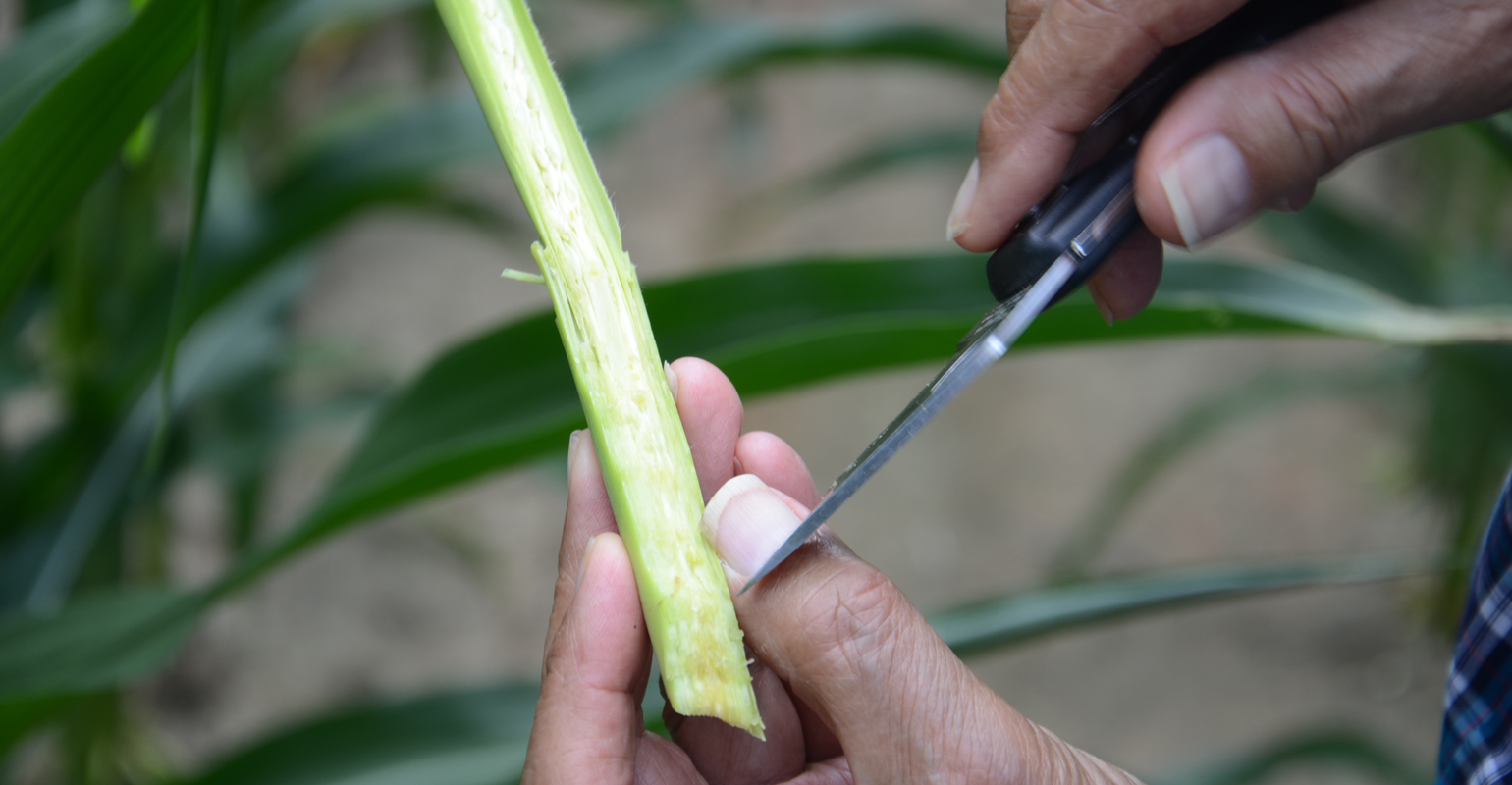 What you can learn from corn tassels