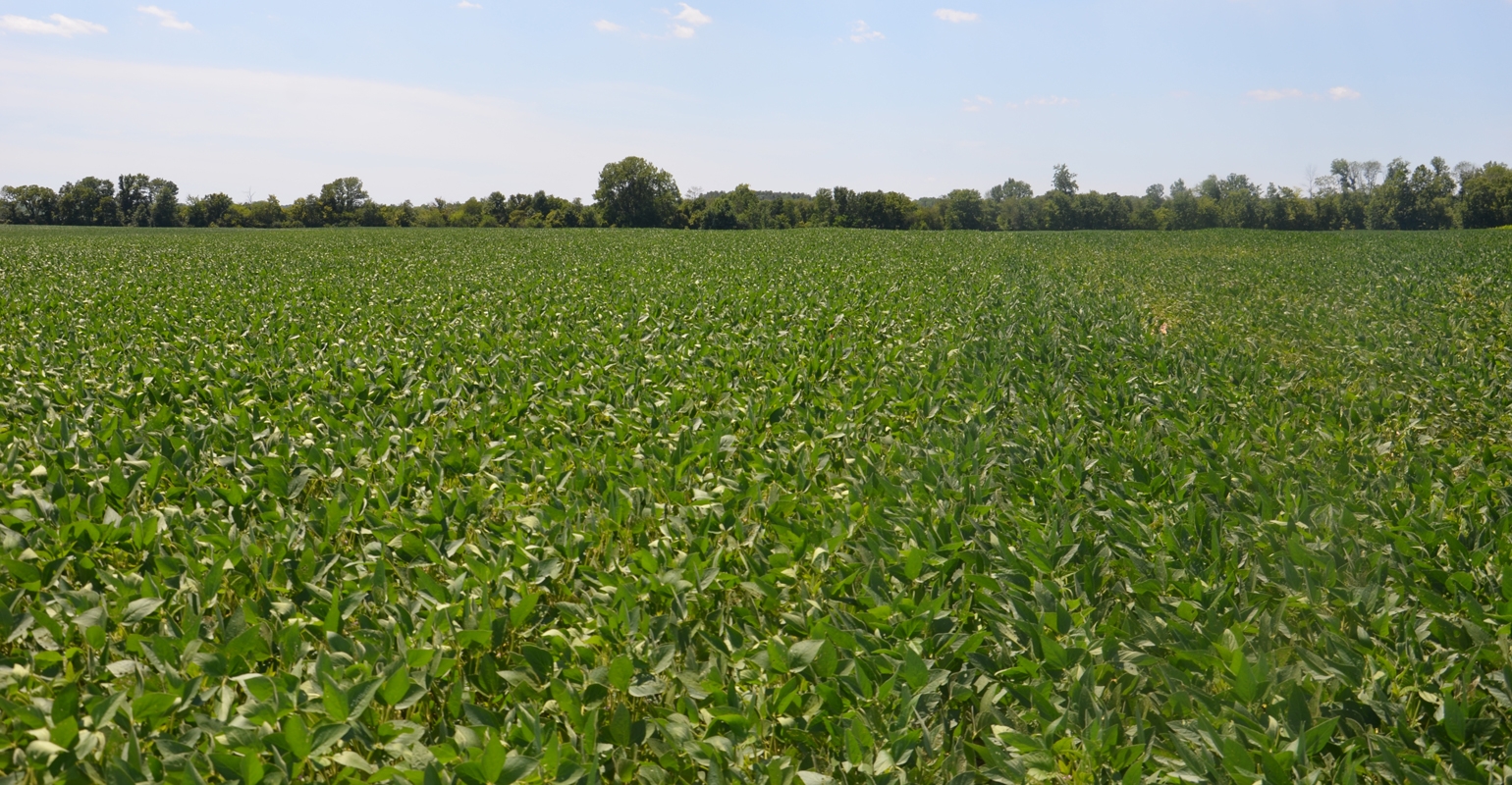 Slight color differences in soybeans tough to interpret