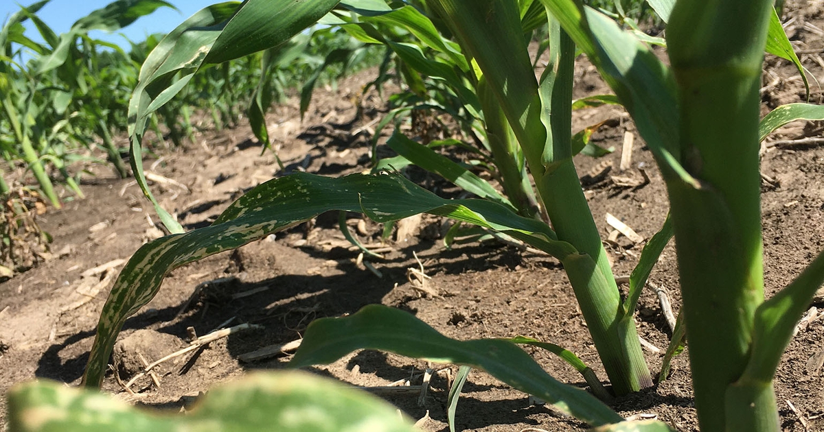 USDA crop progress: Corn quality takes an unexpected step lower
