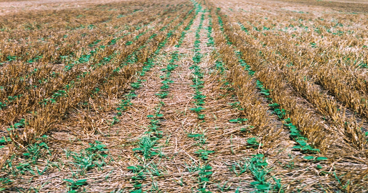 Double cropping to prevent erosion | Farm Progress