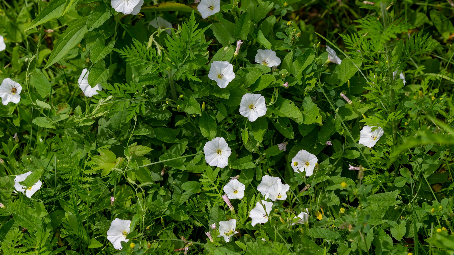 In a bind: 3 tips for controlling bindweed