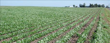 Implement integrated pest management into your cropping system