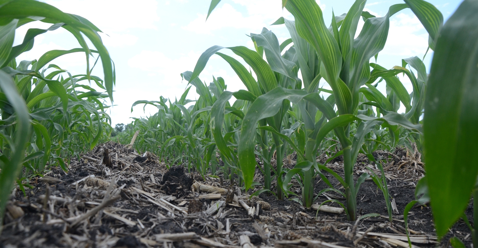 Corn's genetic diversity displayed in new genome study