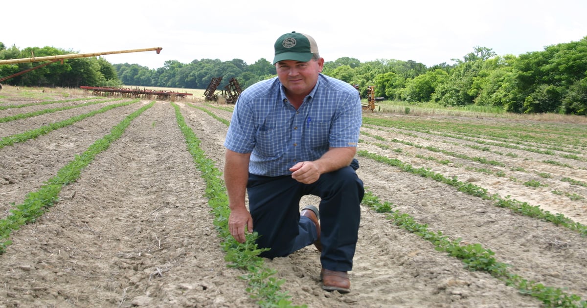 Owen Yoder: What fresh ground can do for peanut yields