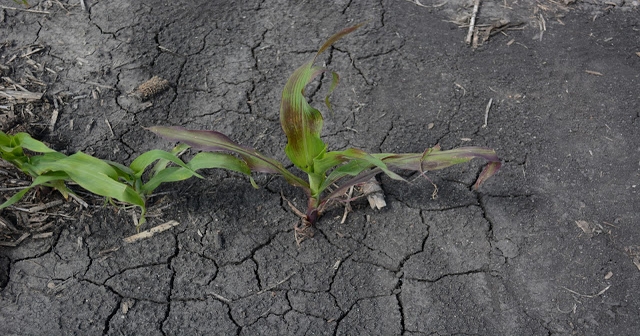 Fall vs. Spring: When to apply phosphorus