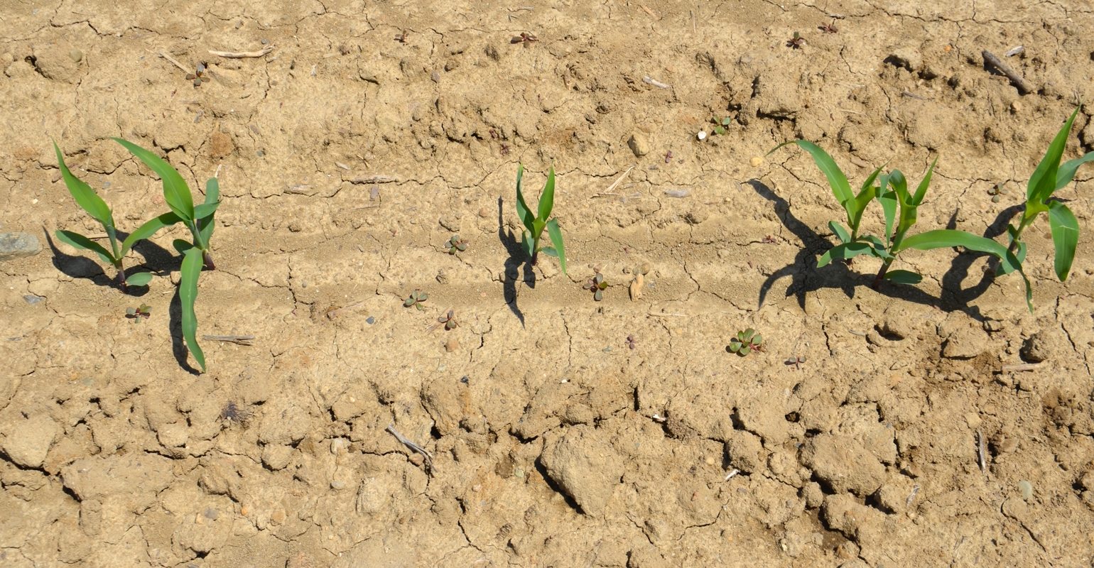 Why plant spacing in cornfields matters