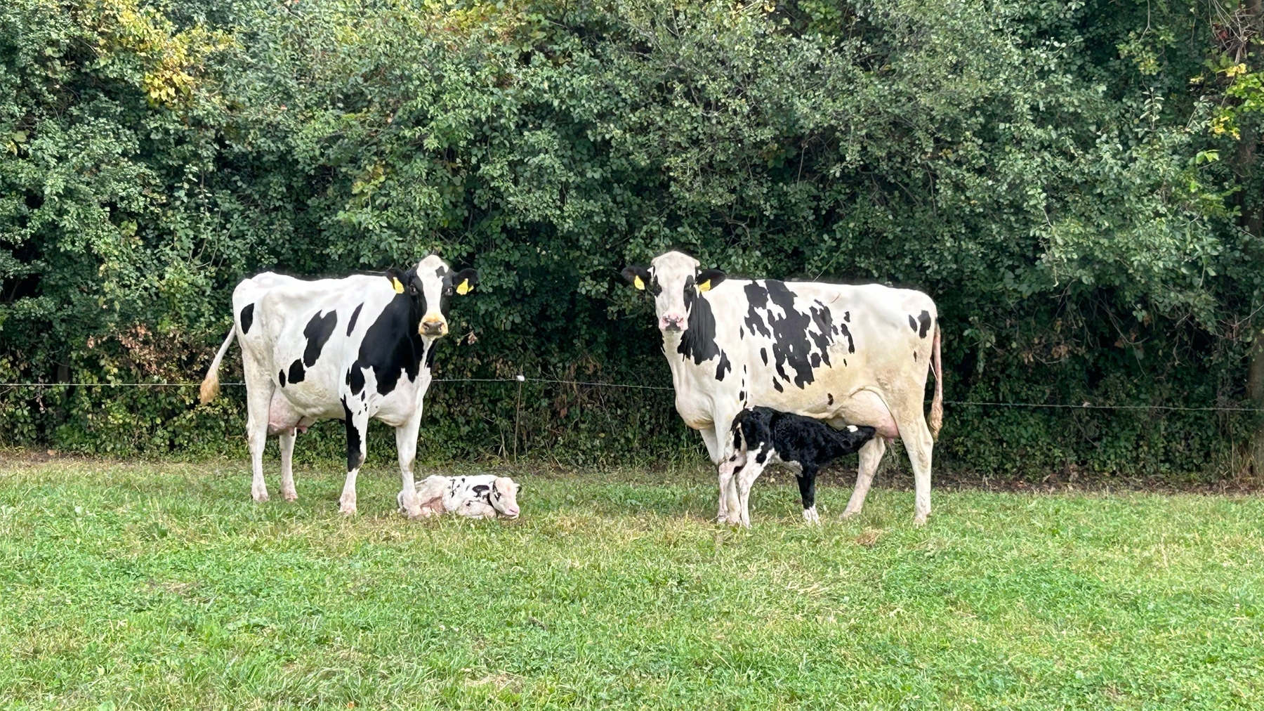 Dairy heifer prices surge: Optimal care key to farm profitability