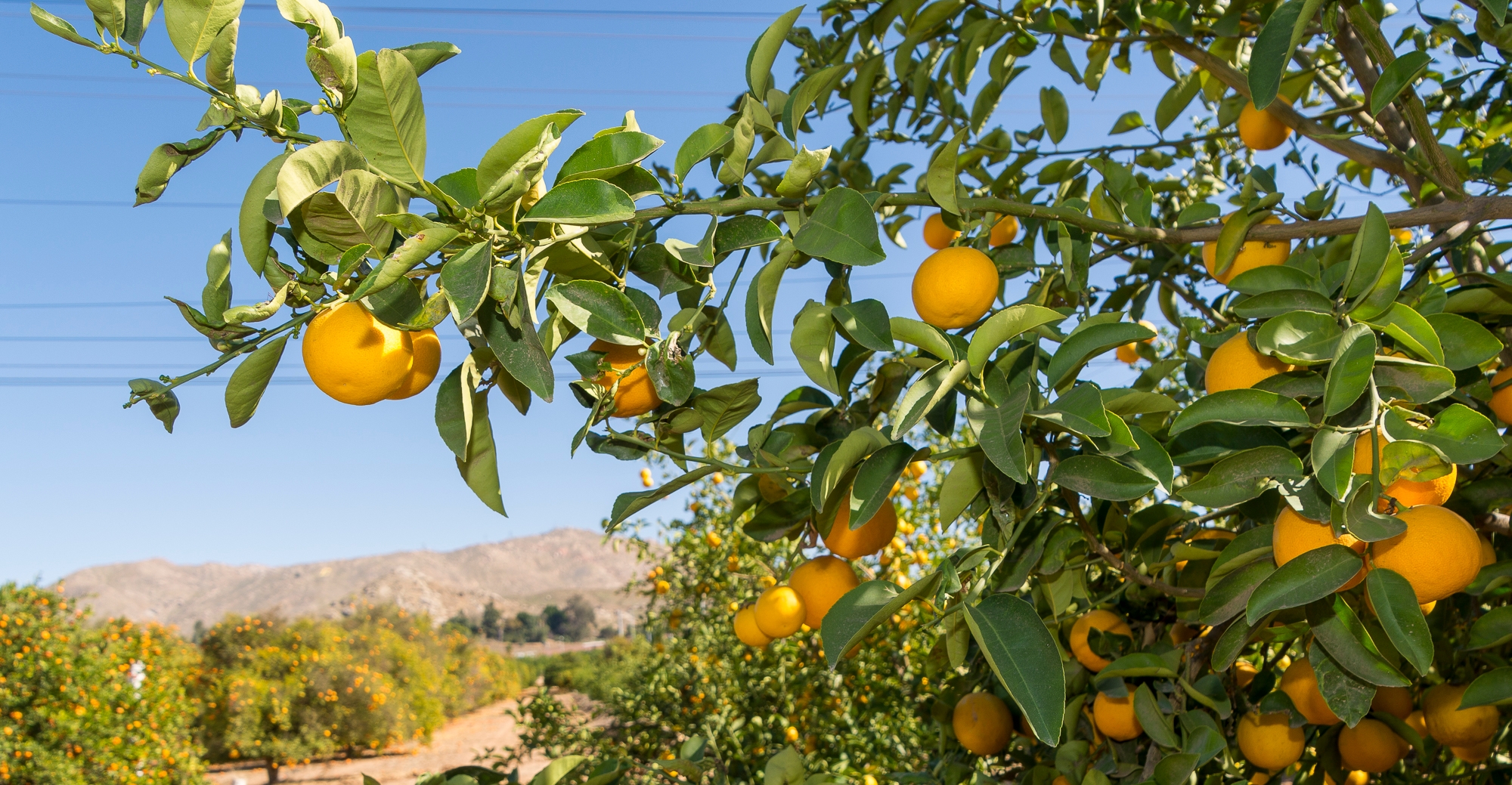 California citrus committee approves best management practices