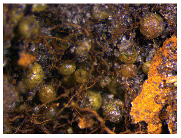 Ground pearls pose growing risk to Georgia blueberries