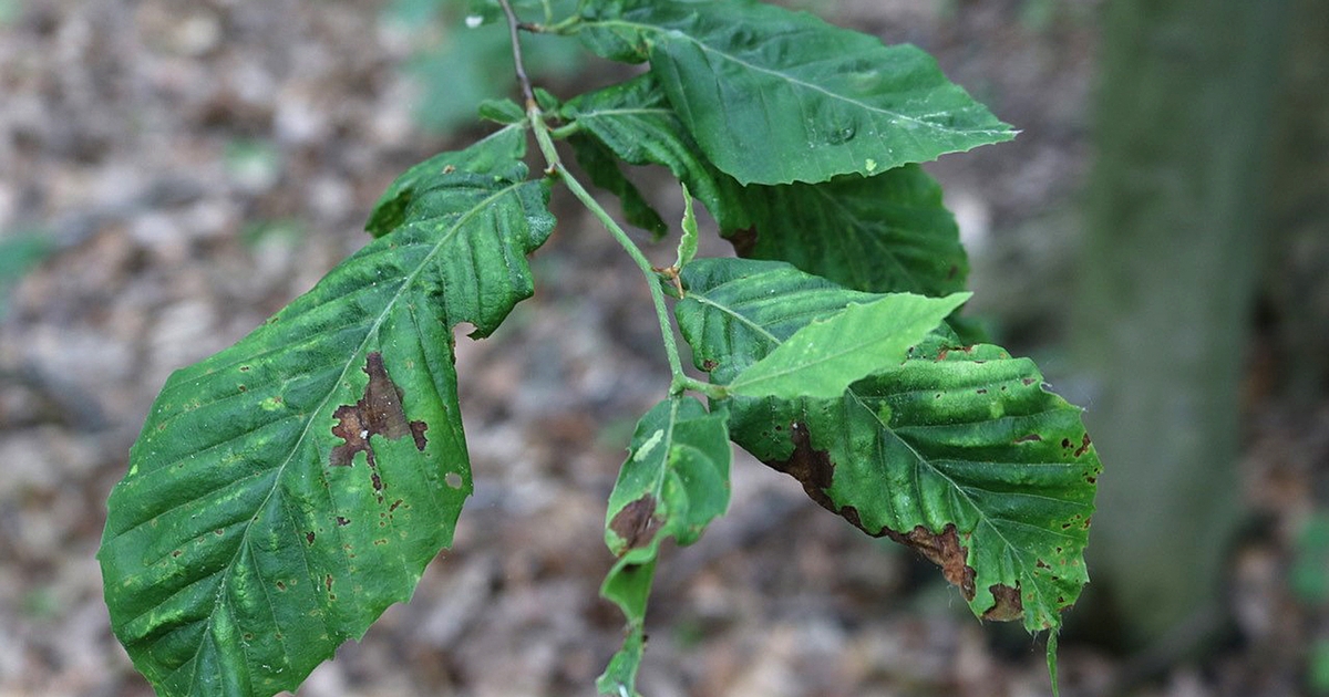 New beech tree disease could cost Ohio millions