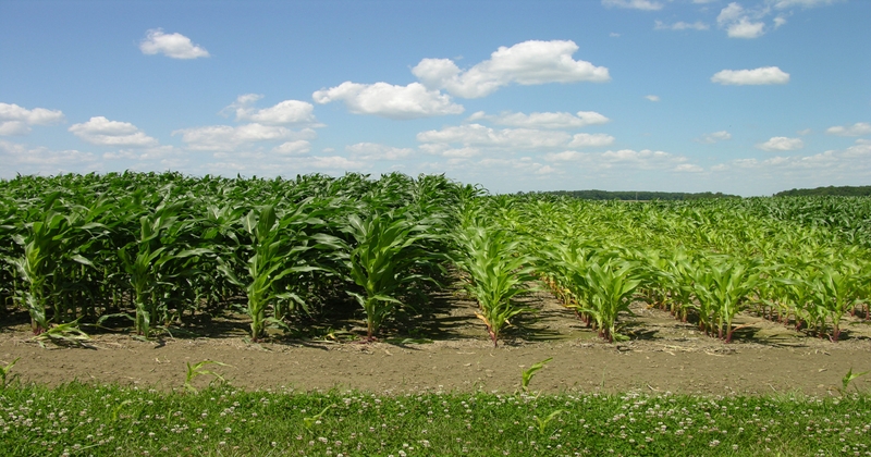 Signs of nutrient deficiency in corn, soybeans | Farm Progress