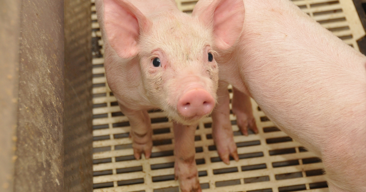 5 reasons to attend Illinois Pork Expo