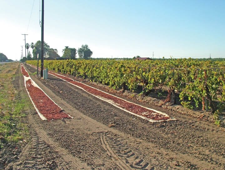 California raisin crop most valuable in history | Farm Progress