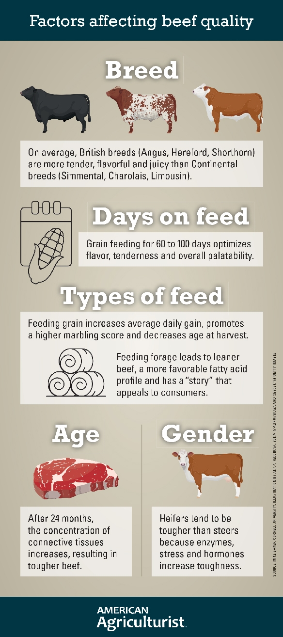 Beef quality factors you can control