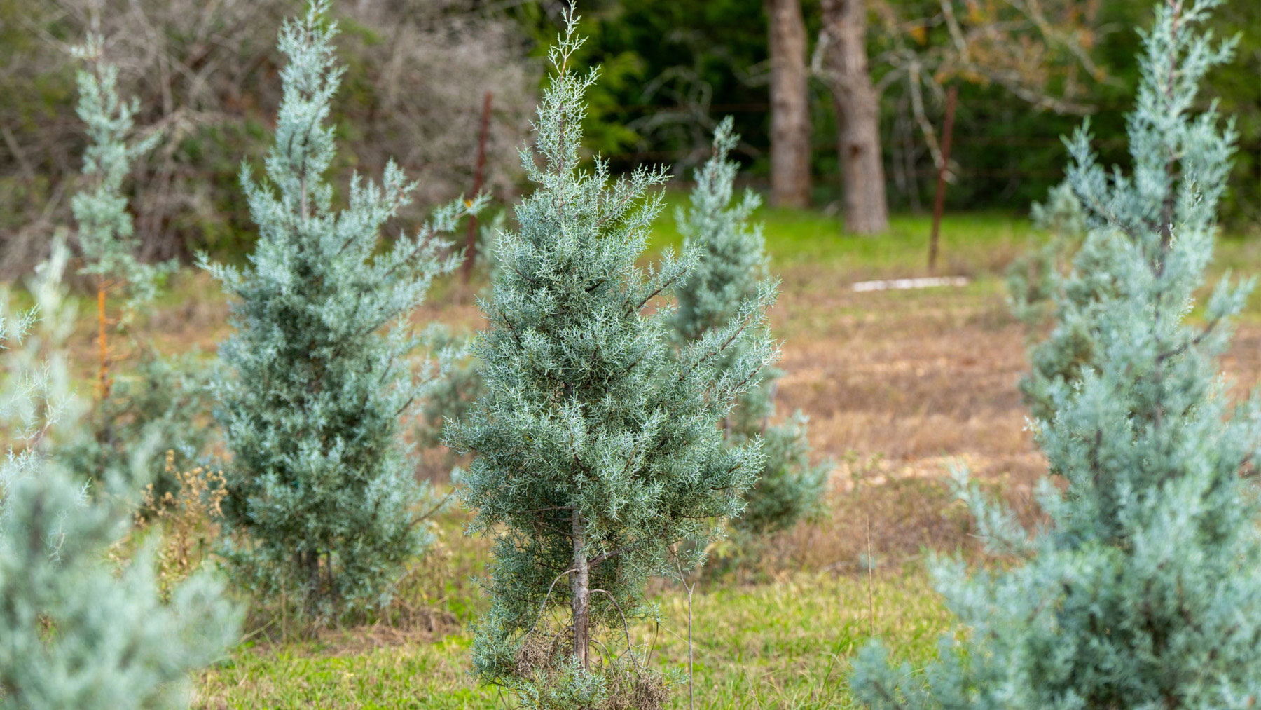 Christmas tree production remains strong despite drought