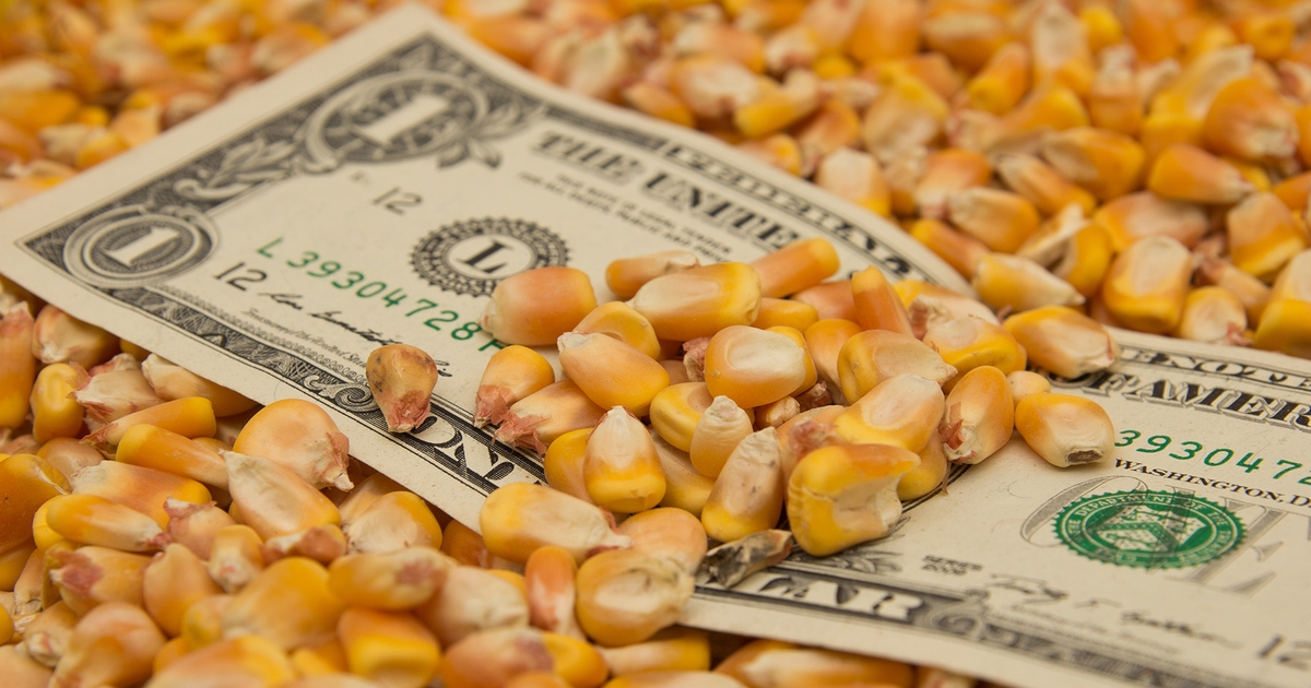 Corn crash coming: Expert sees prices dropping to mid-$3 range
