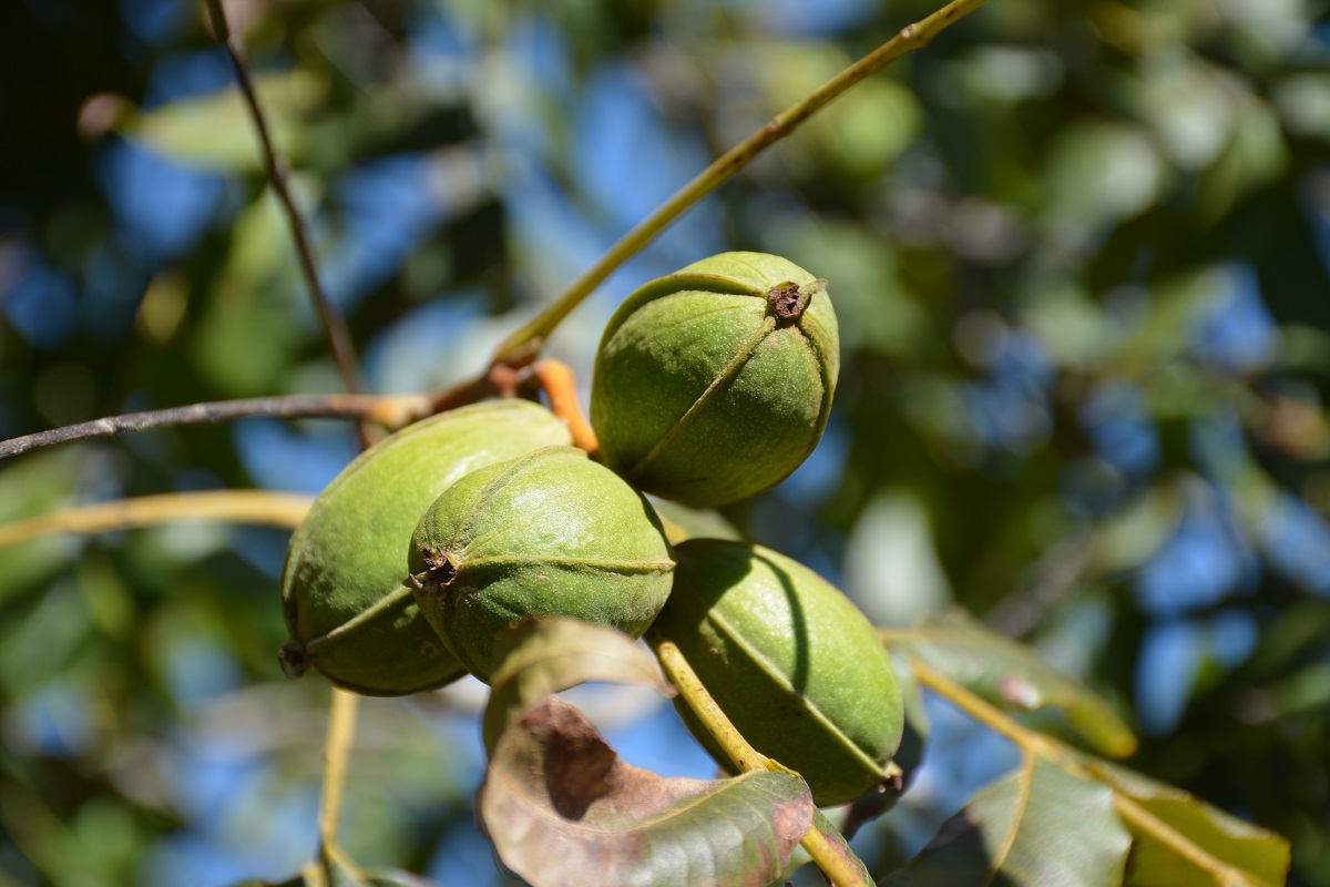 Pecan crop looks stronger, more uniform than in recent years