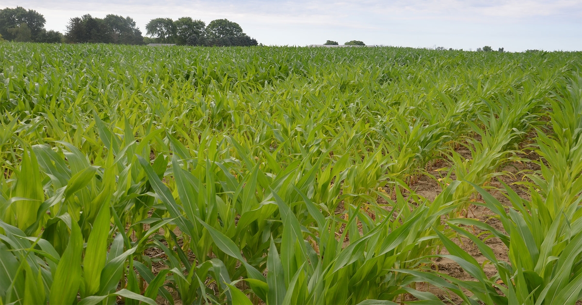 Early corn nitrogen deficiency: Causes and solutions for farmers
