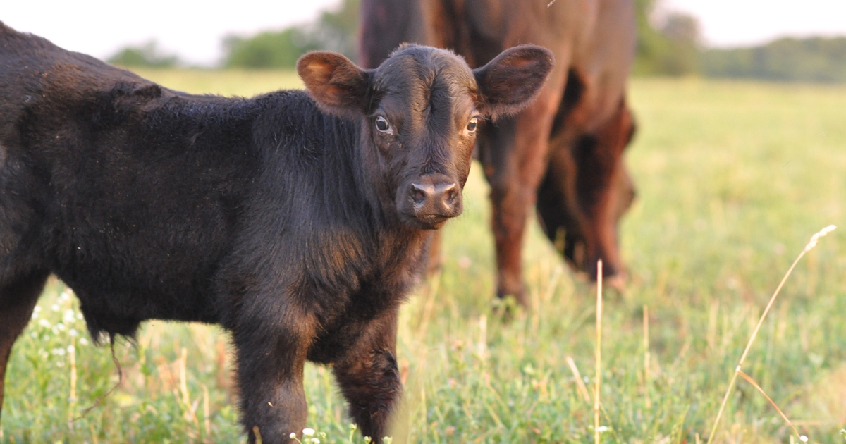 6 ways to make fall calving more successful