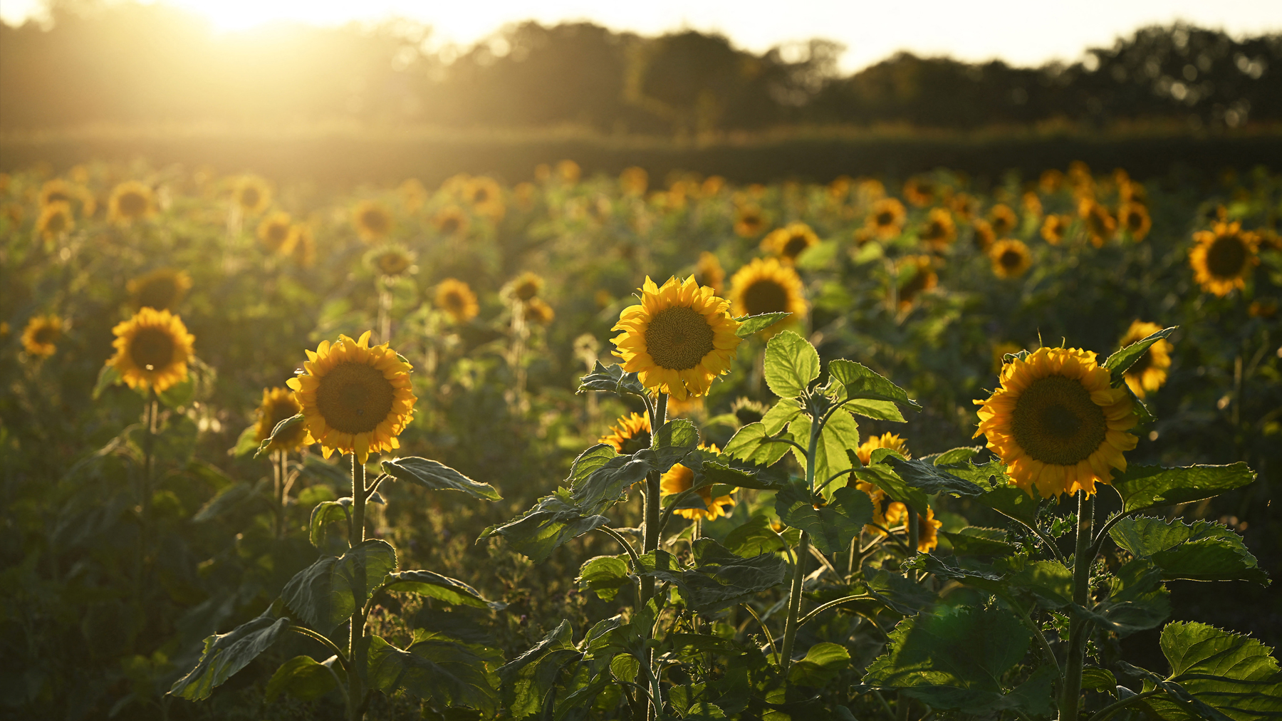 Global sunflower production increases