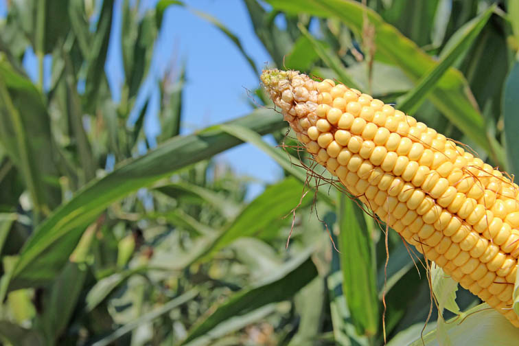 Genes make corn tolerant to toxic soil | Farm Progress