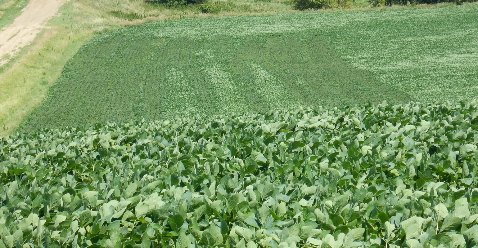 Part 2 of diagnosing dicamba injury