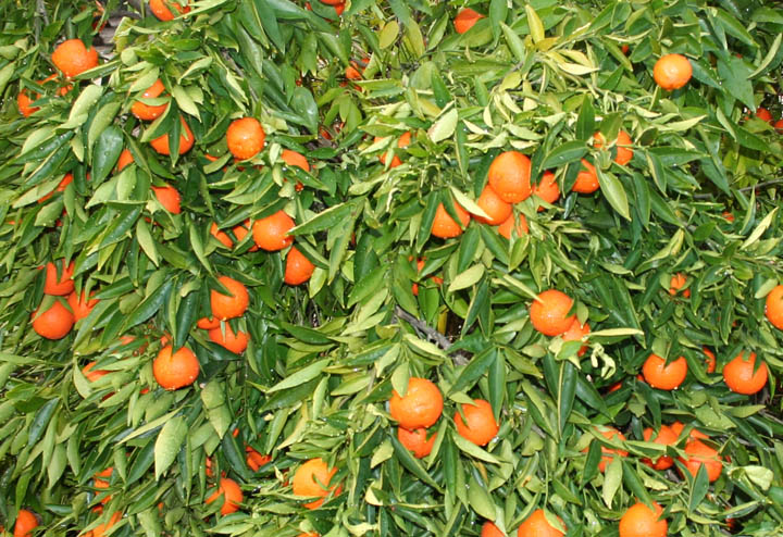 Citrus root signals allow for better biocontrol | Farm Progress