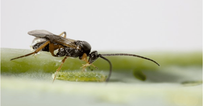 Not all wasps are the same