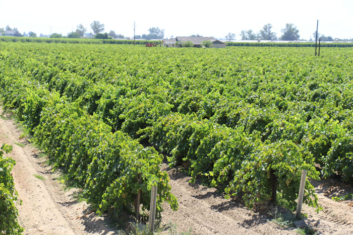 Raisin growers start season early with early disease pressure