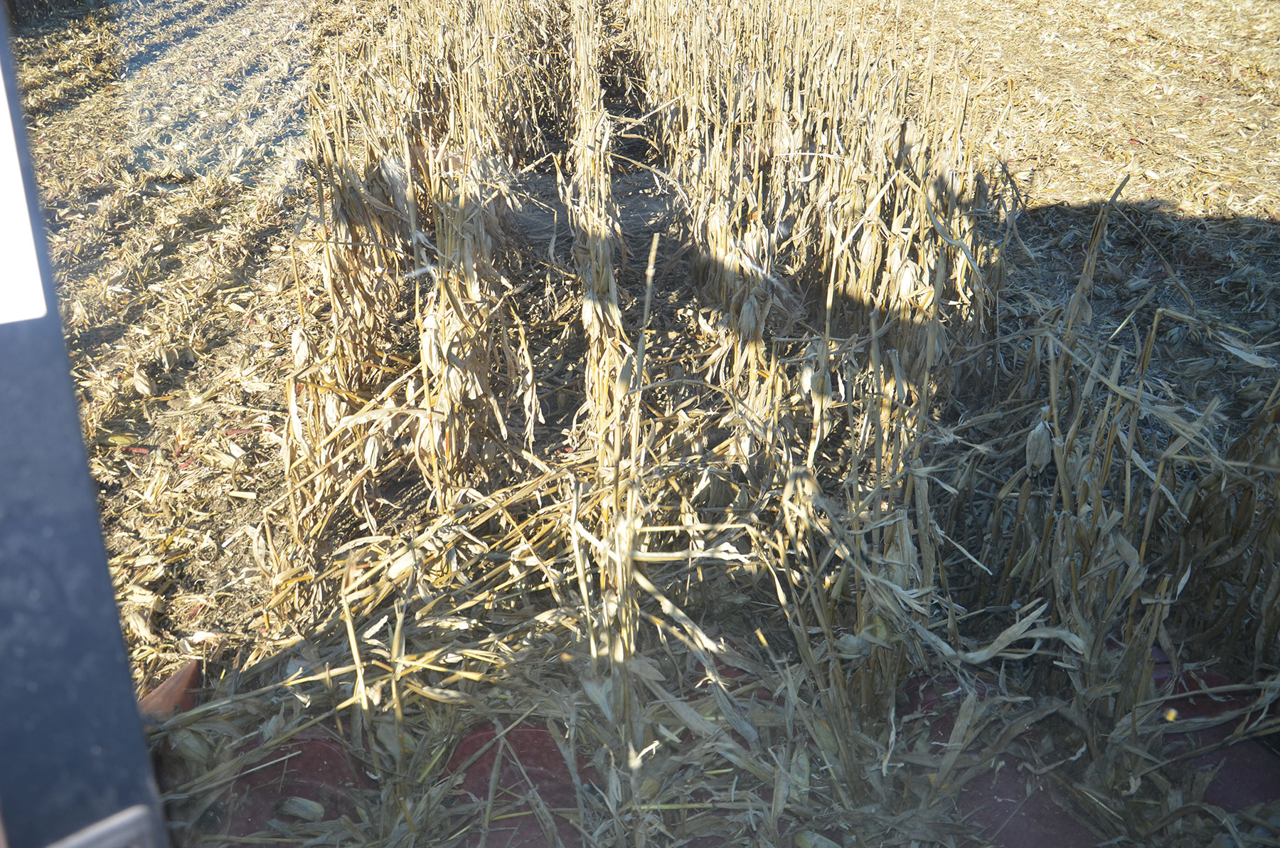 Corn lodging after storms: Assessing damage and recovery potential