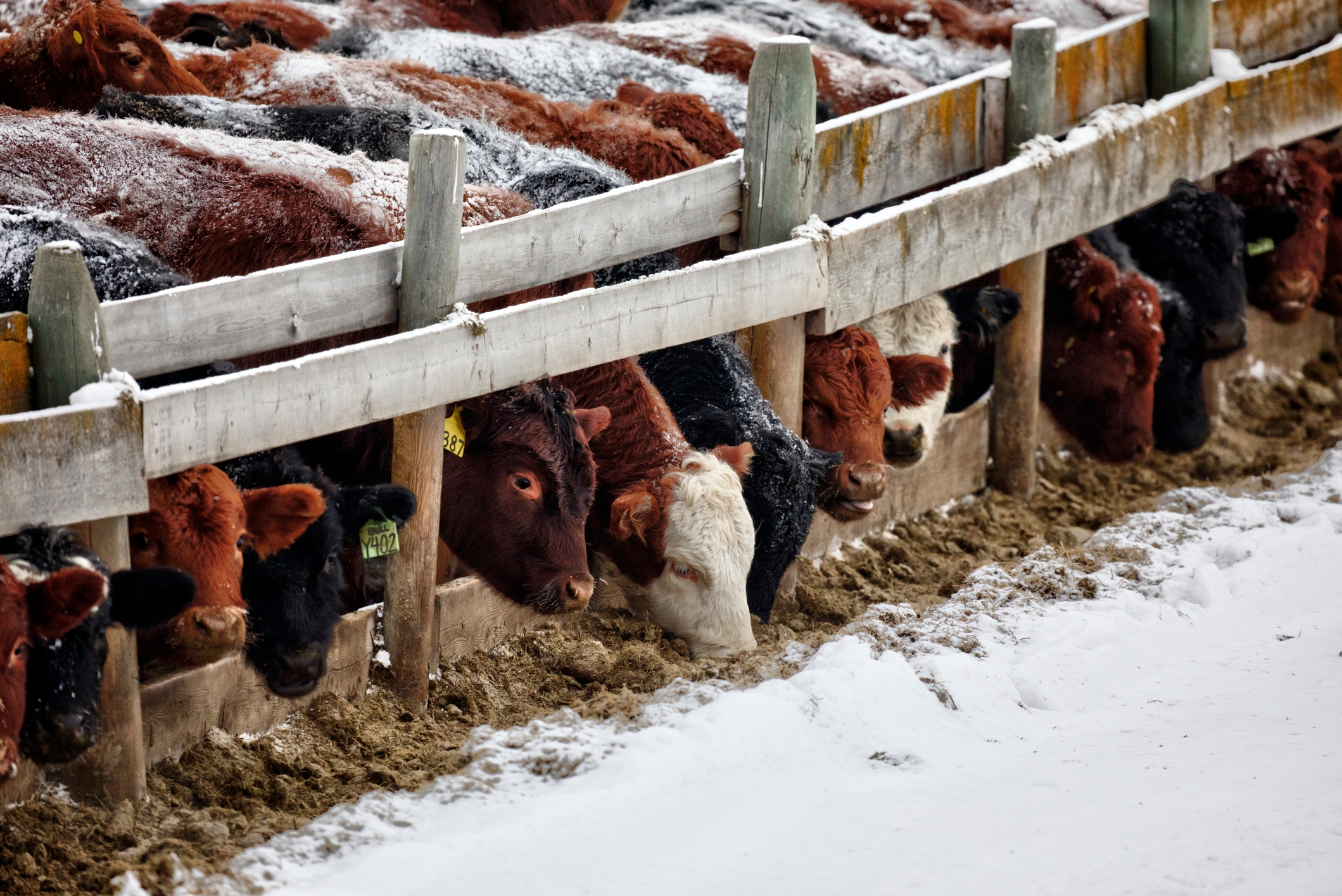 5 Tips for managing cows in severe cold weather