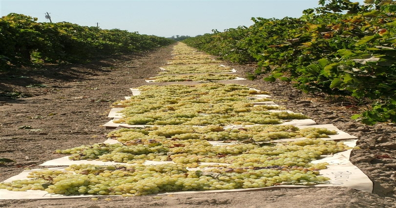 California raisin deliveries up compared to this time last year
